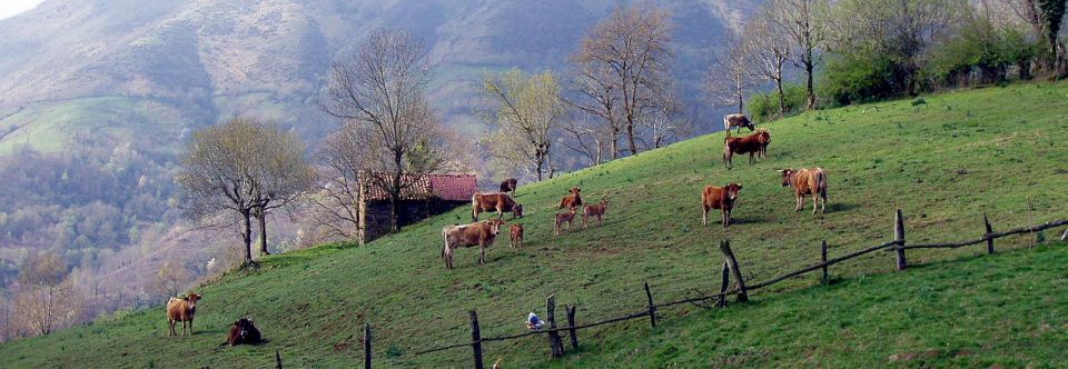 Parque natural de Ponga: Información útil y fotos