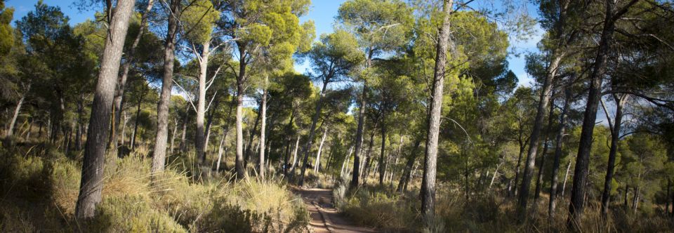 Qué ver cerca de SL-MU 2 / Senda de las Alquerías