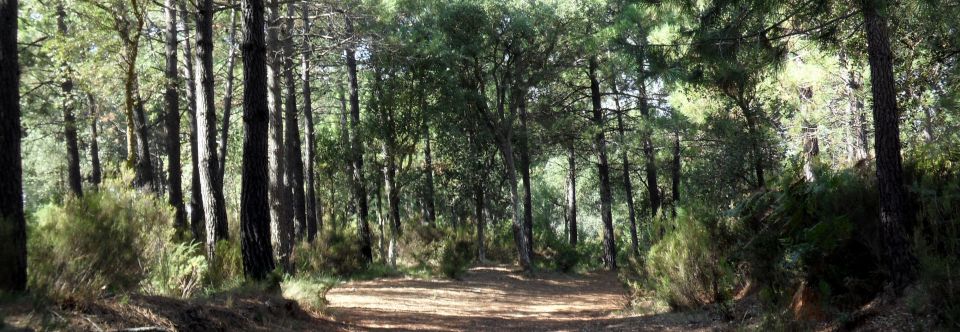 Surar de Pinet: Información útil y fotos