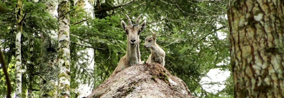 Aran-Park: Información útil y fotos