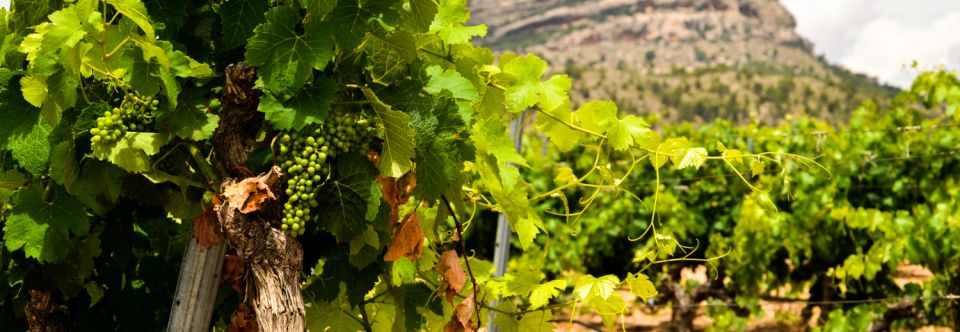 Ruta del Vino de Yecla (Murcia): Qué ver y dónde dormir