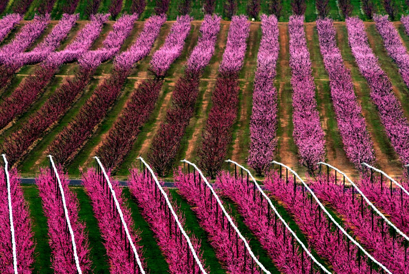 Qué ver en Torres de Segre
