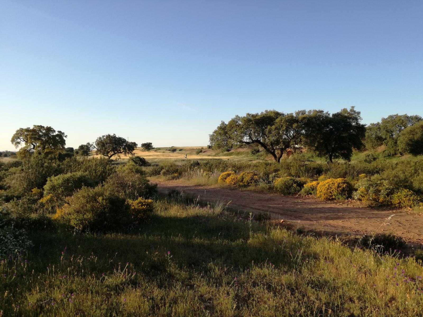 Calamonte (Badajoz): Qué ver y dónde dormir