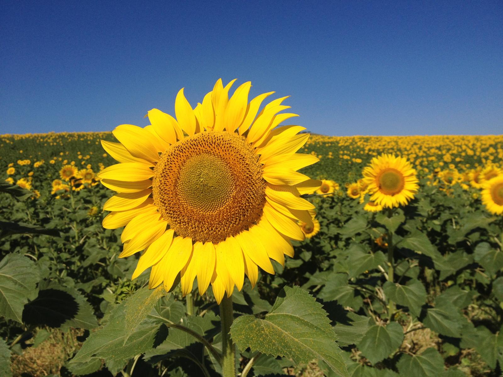Guillena (Sevilla): Qué ver y dónde dormir