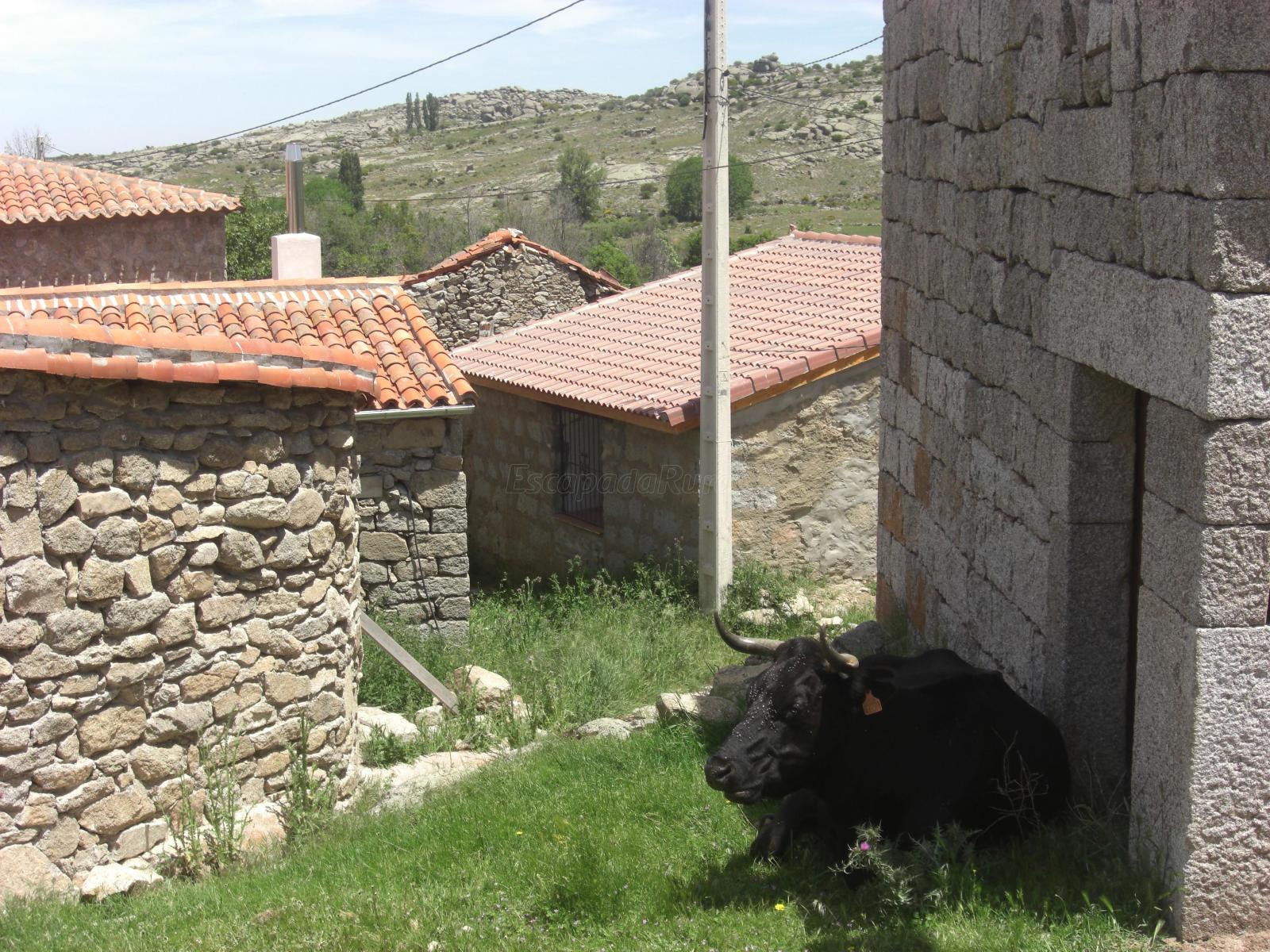 Benitos (Ávila): Qué ver y dónde dormir